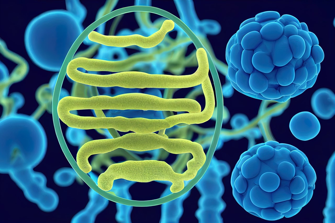 근육 손실 없는 체중 감소, 장내 미생물 조합으로 확인